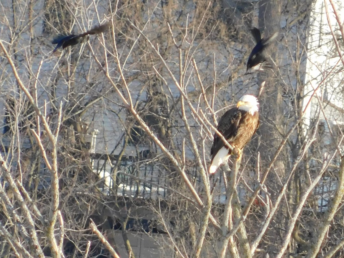 Two Crows Dive-Bomb a Bald Eagle – On the Trails with Kenobi